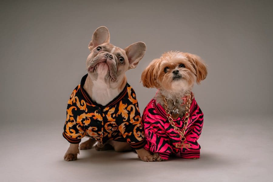 The Best Poems About Our Pets - Little Infinite